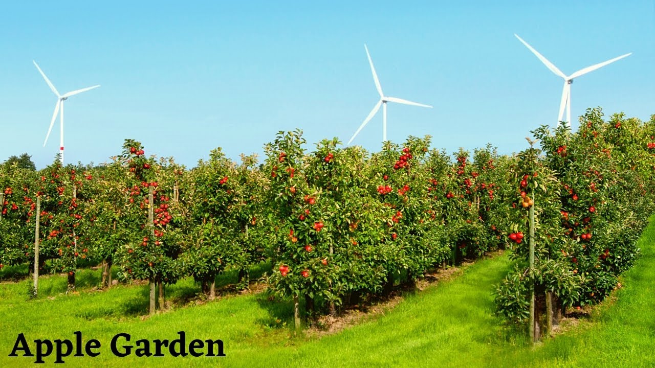 Amazing Apple Garden||These apple trees look amazing😮🍎NEW AGRICULTURE ...