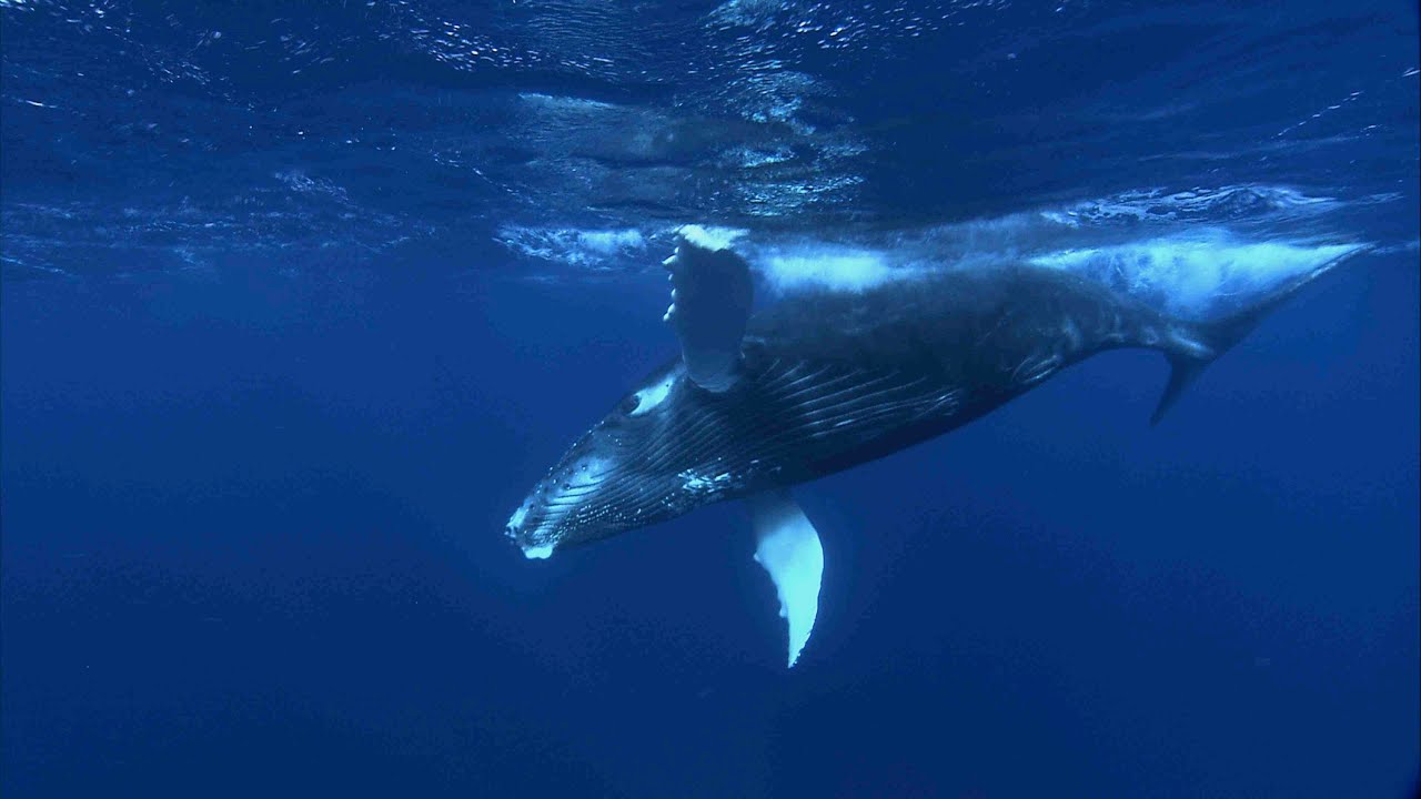 Ocean Frontiers PBS Promo - YouTube