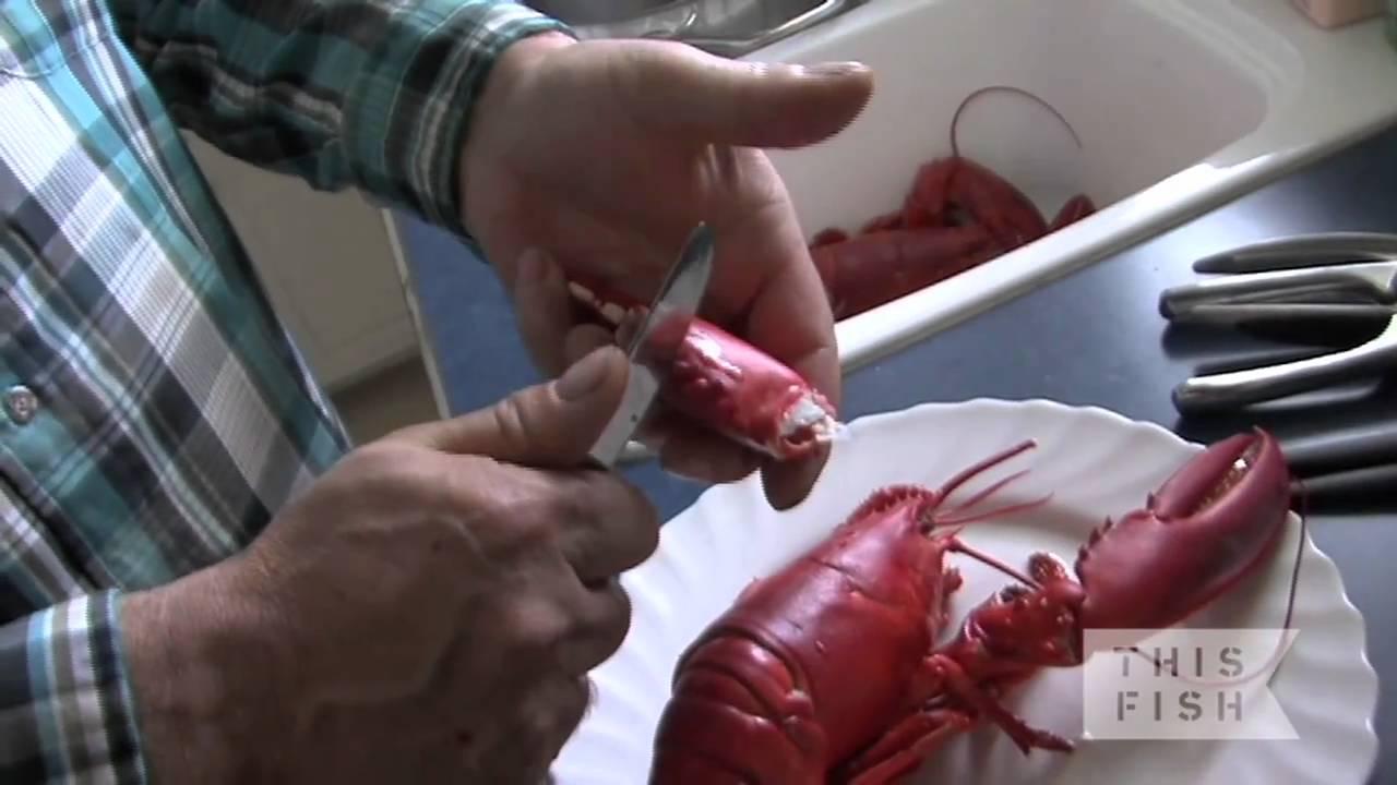 How to shell a lobster with fisherman Hubert Saulnier - YouTube