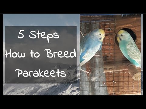 5 Steps How to Breed Parakeets - YouTube
