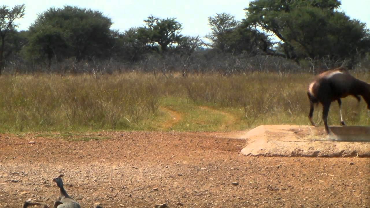 Bow hunting South Africa Bowtech Destroyer 350 smokes Blesbok Ram - YouTube