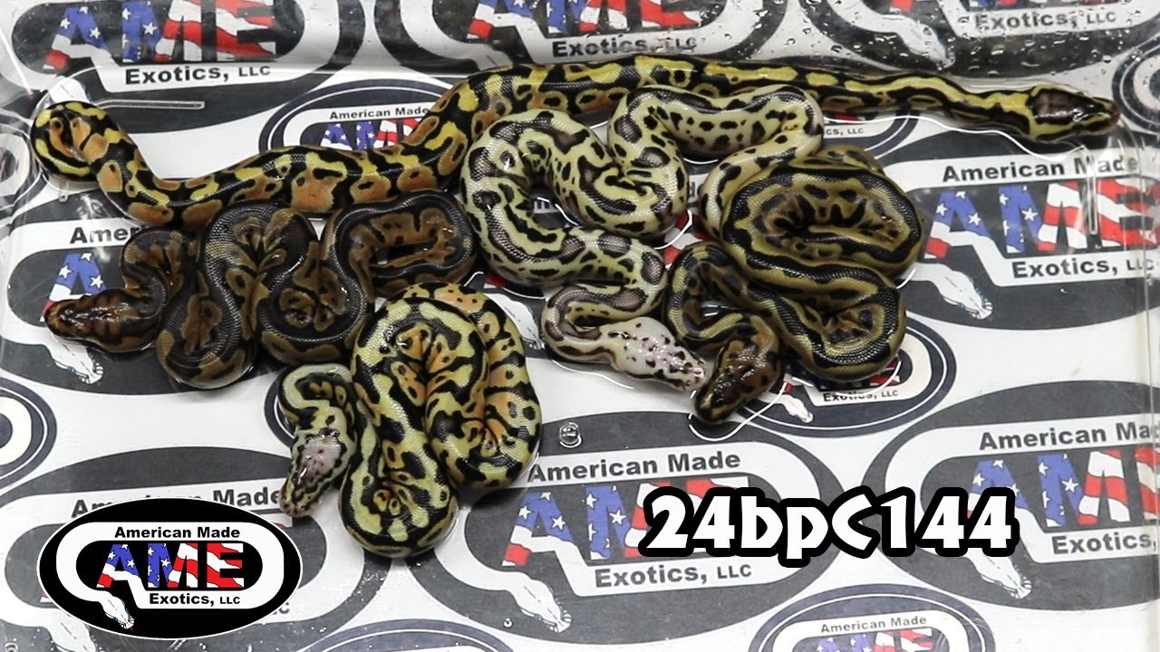 24bpC144 fm Fire Het Clown x m Clown Leopard Spotnose Barnhart Black ...