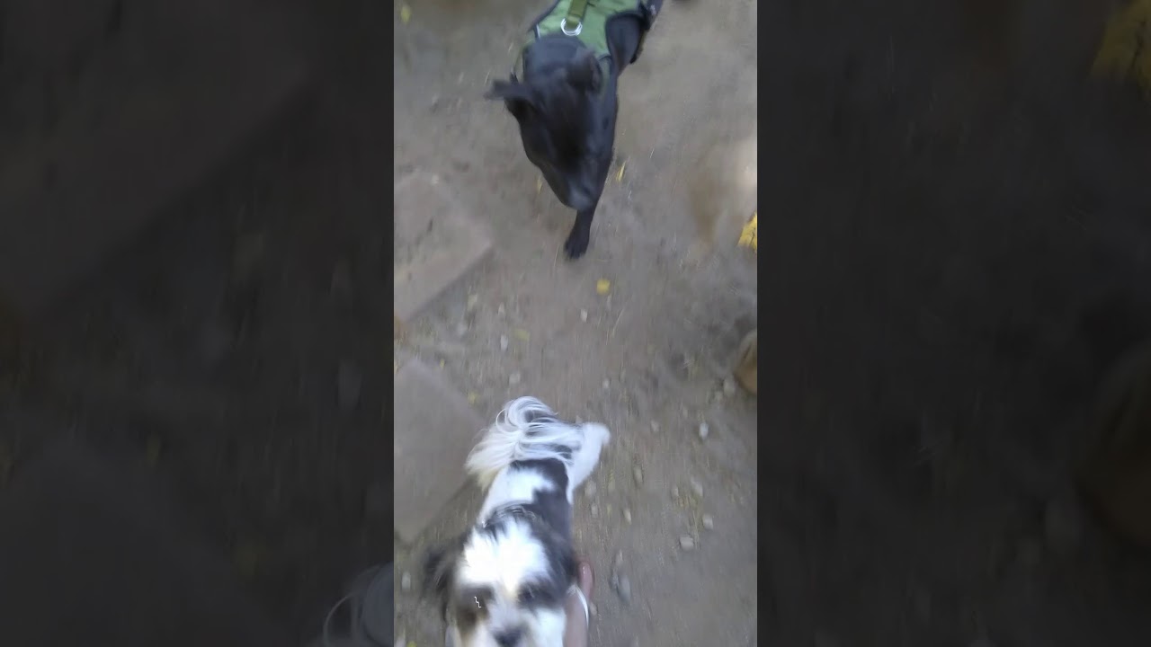 Apollo, Lucky & Griffin pt. 2 - YouTube