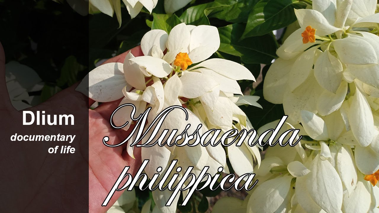 Queen of Philippines (Mussaenda philippica) - YouTube