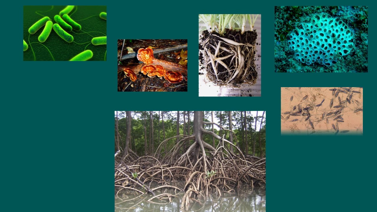 O que é o solo e o rególito ? - YouTube