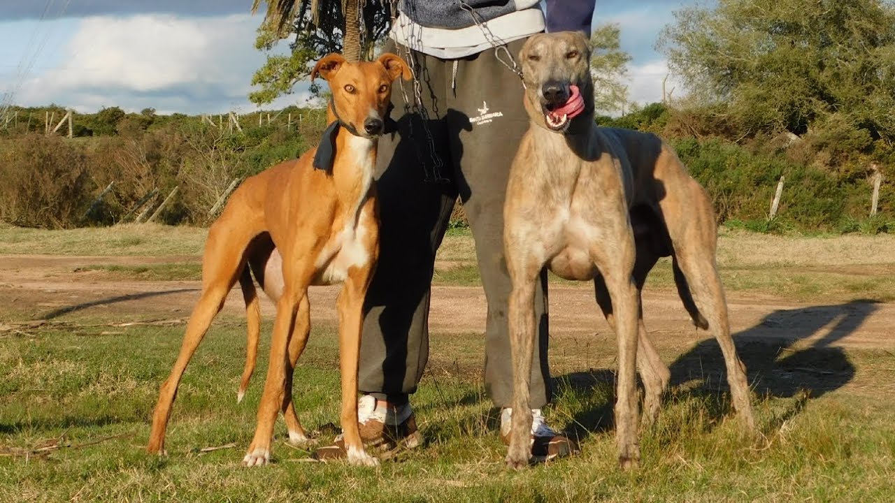 Mexicana y Gimu 2023 - YouTube