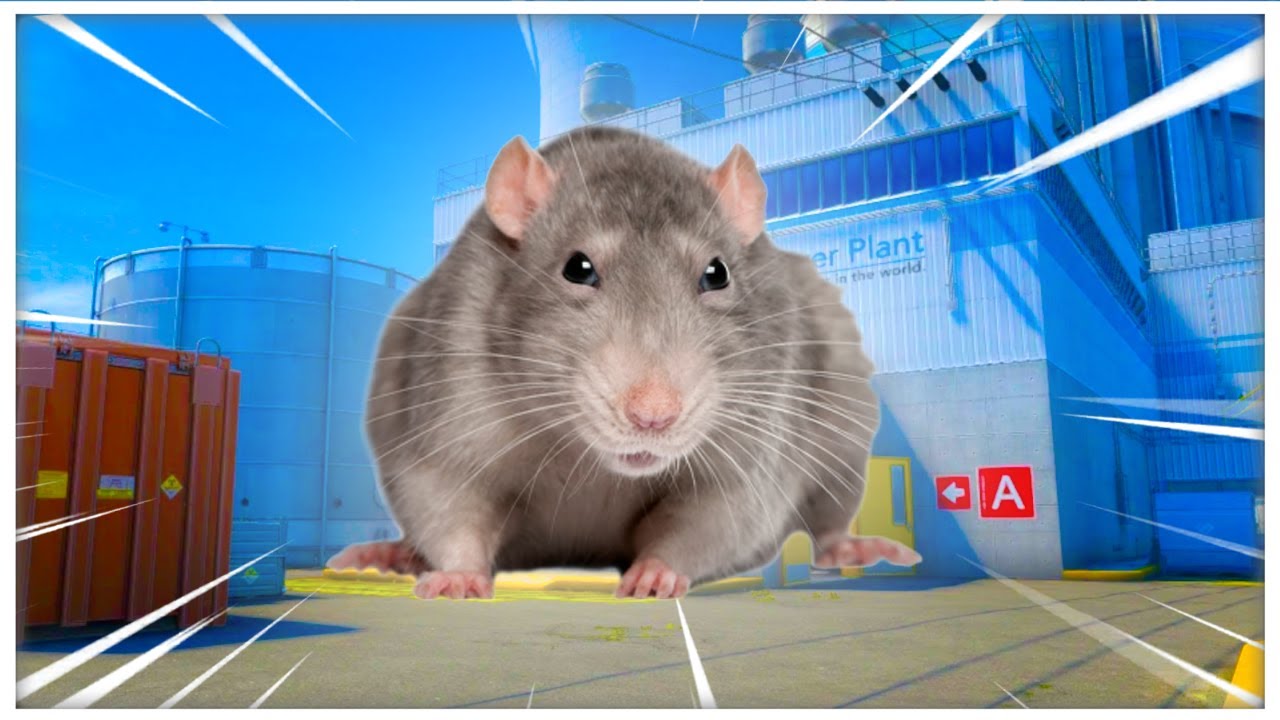 Counter Strike rat strats... - YouTube