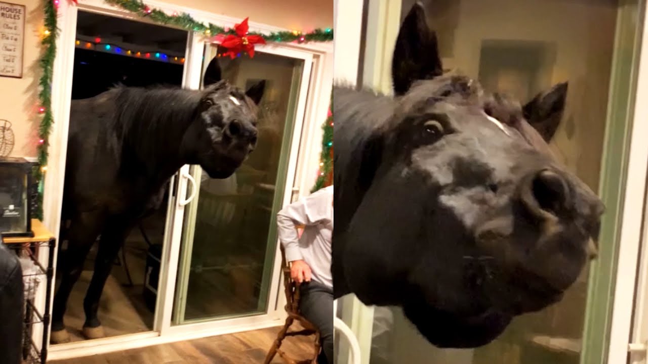 Random Horse Looking Inside A House - YouTube
