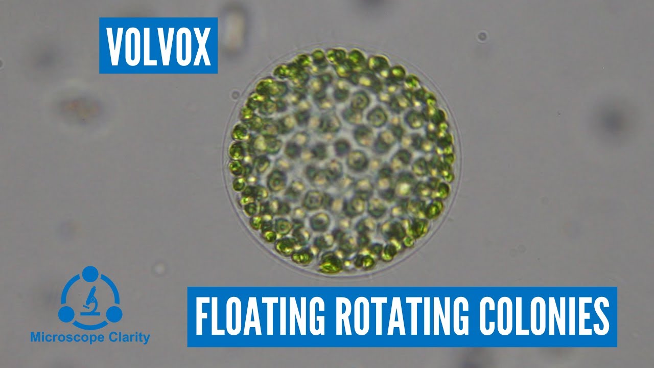 Volvox under a microscope - YouTube