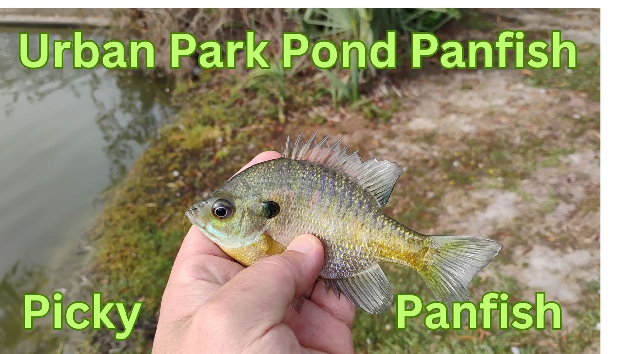Urban Park Pond Panfish - YouTube