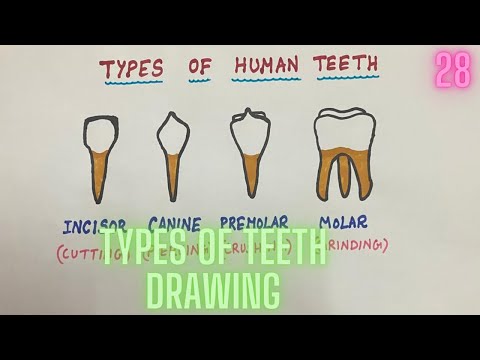 How To Draw Types Of Human Teeth / Easy Human Teeth Drawing Step By ...