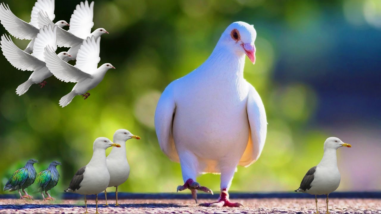 DOVE | PAVURALU | Pigeons | VIDEO | ULTRA HD VIDEO - YouTube