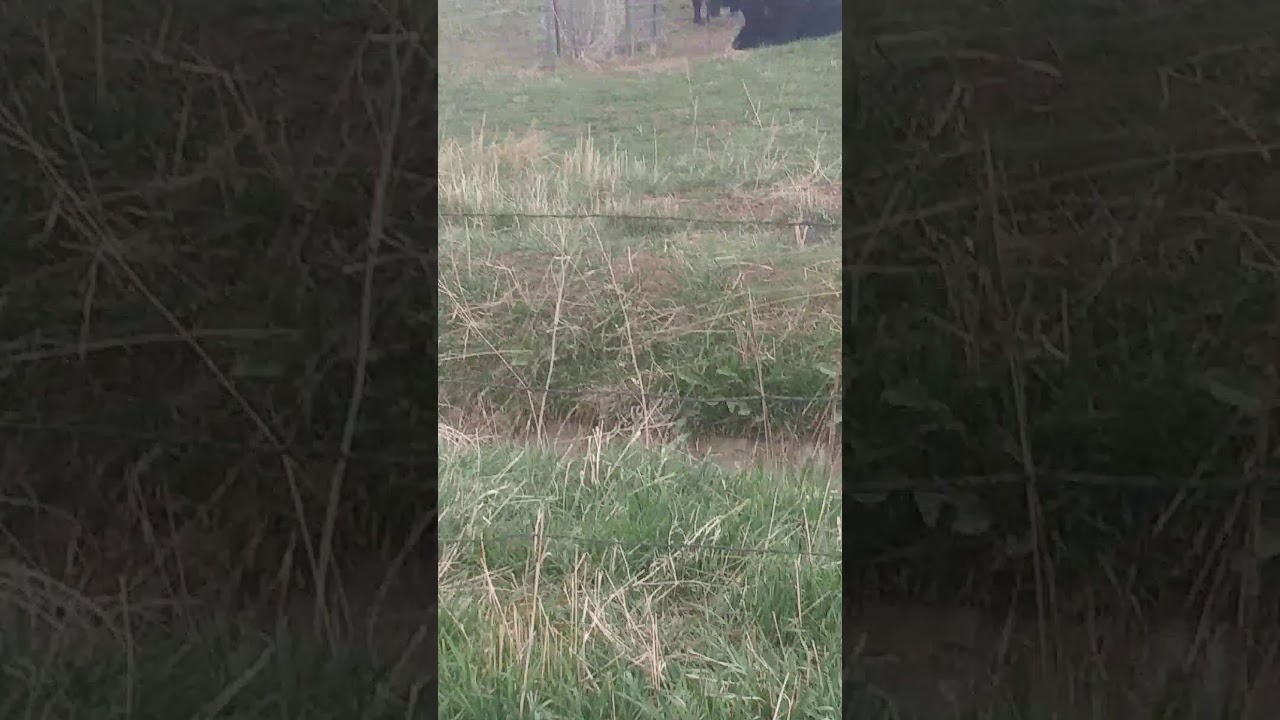 That One Cow (Part 3) - YouTube