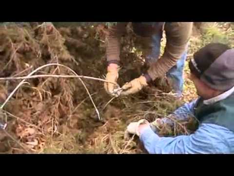Cedar Tree Revetment Video - YouTube