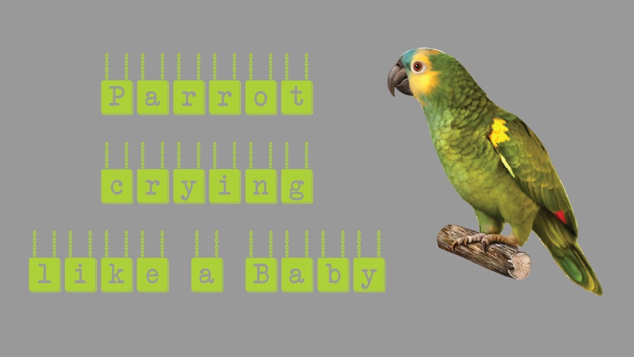 Parrot Mimics Crying Baby - ببغاء يقلد بكاء الطفل - YouTube