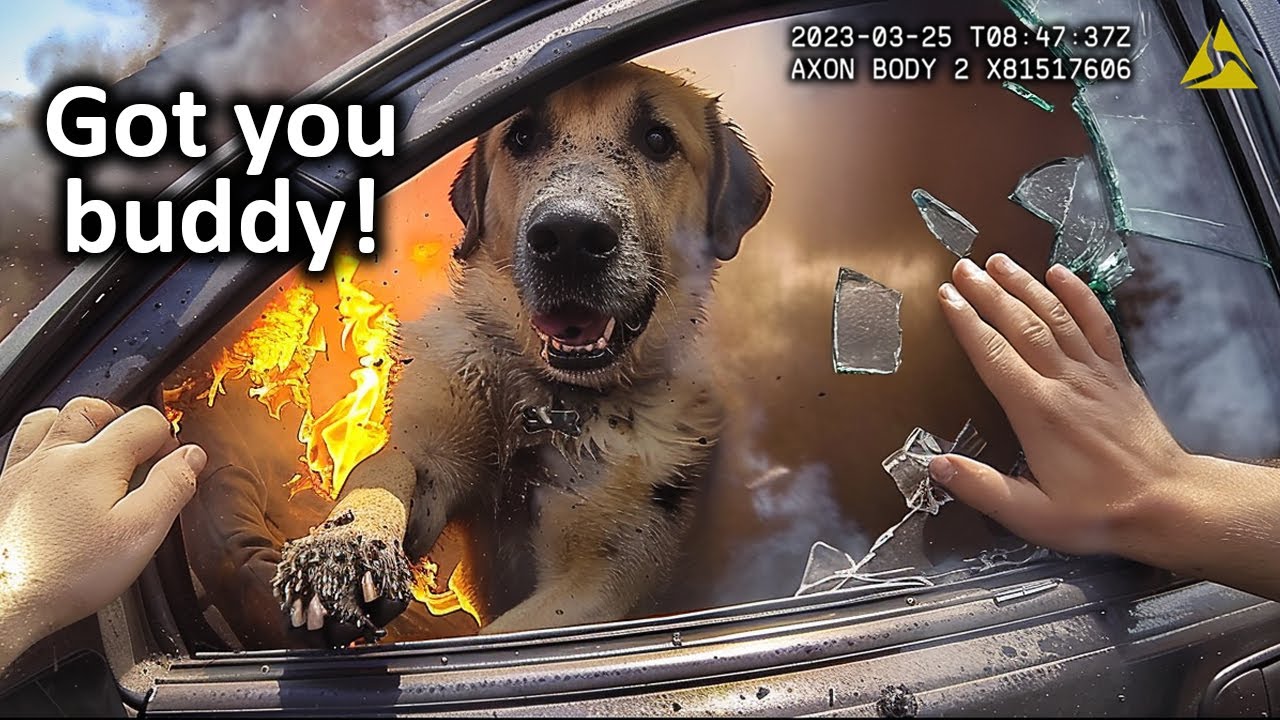 When Good Cops Save Dogs from Fires Seconds Before It's Too Late - YouTube