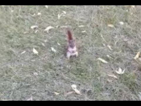 Cat vs Squirrel who wins? - YouTube