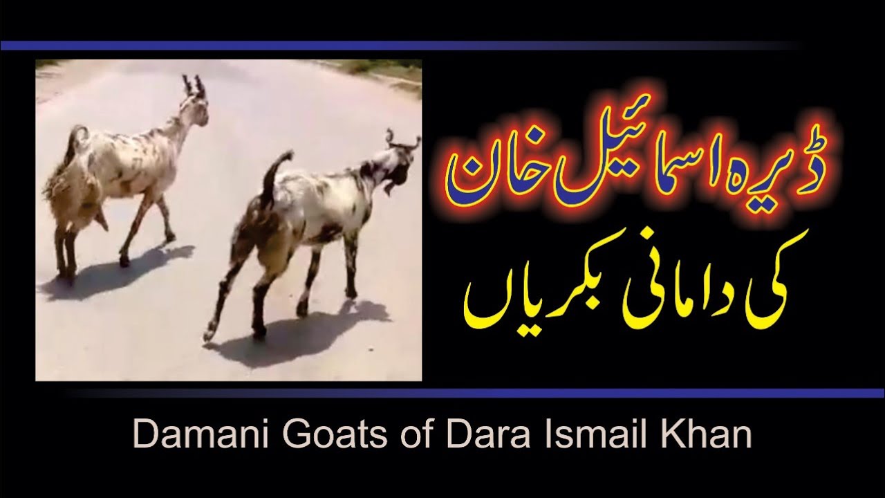 Damani Goats | مشہور دامانی بکریاں - YouTube