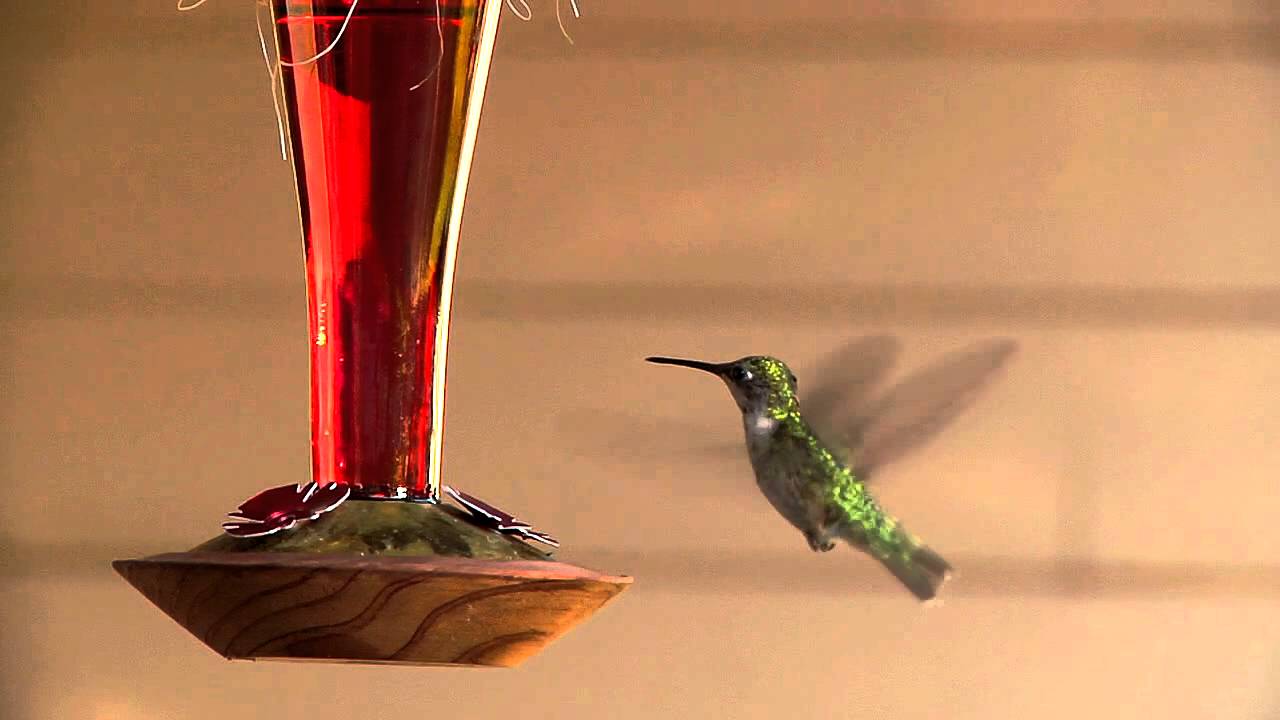 Ruby-throated Hummingbird Fall Migration through Eastern Nebraska 2011 ...