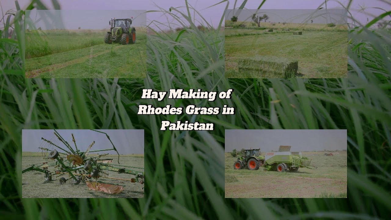 Rhodes Grass Hay Making | Rhodes Grass Farming in Pakistan | Mechanized ...