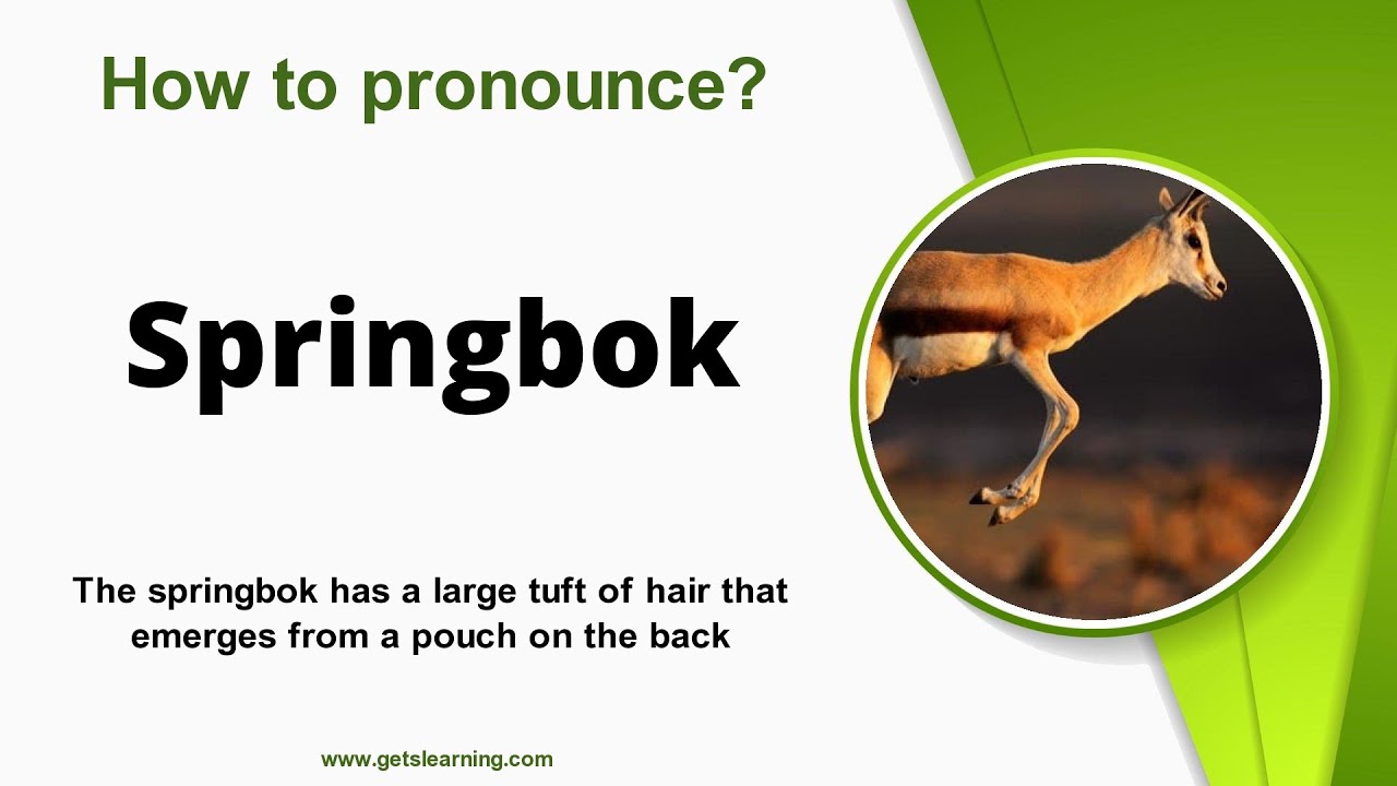 How to pronounce Springbok in English correctly - YouTube