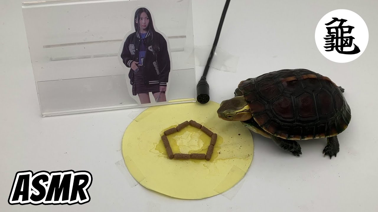 ASMR Mukbang Turtle Eating Pentagon (feat. Hyein of NewJeans) 🐢59 - YouTube