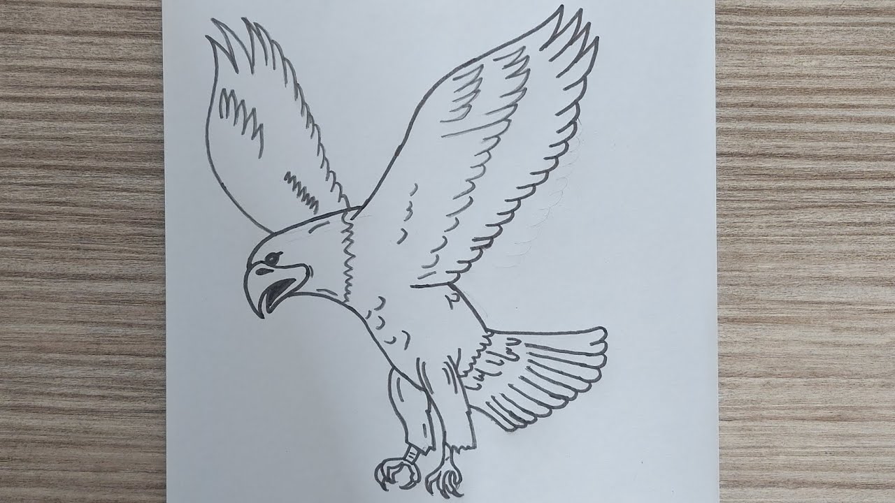 How do you draw a easy eagle || how do you draw an eagle animal ...