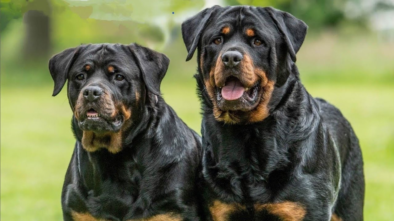 SHOULD YOU USE/BREED YOUR STUD#2 - YouTube