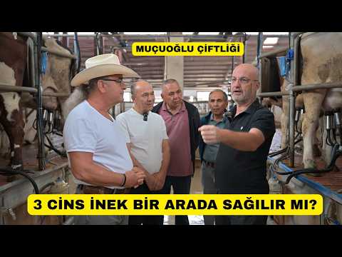 İyi Bir Sağımhane Nasıl Olmalı? | Muçuoğlu Çiftliği İncelemesi!