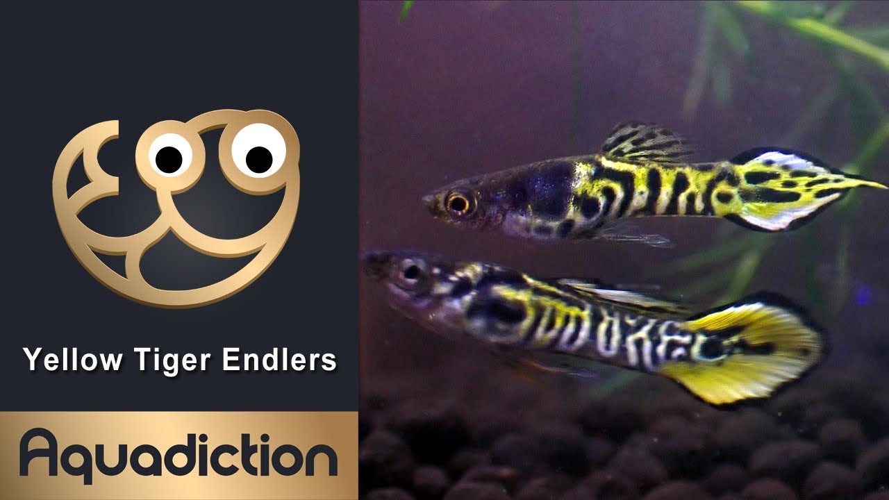 Yellow Tiger Endlers Guppies - Hybrid Endler Guppy Fish Tank - YouTube