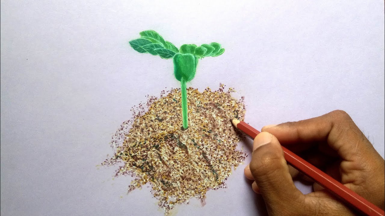 Plant Realistic Drawing | செடியின் தத்ரூப ஓவியம் | How To Draw ...