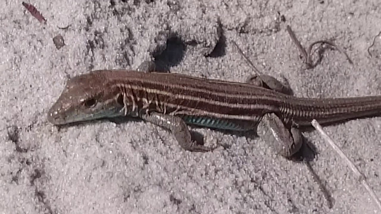 Six-lined Racerunner Lizard getting some sun tan! - YouTube