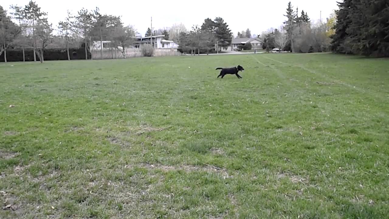 VXL Rustler With My Dog Axl - YouTube