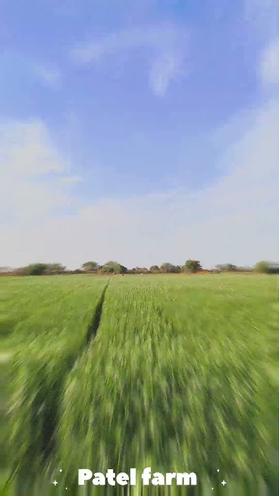 Hamare khet me ye kya hai 🌱💚#til #farmers #farming #patelfarm #nature #patelfarming #farmhouse ...