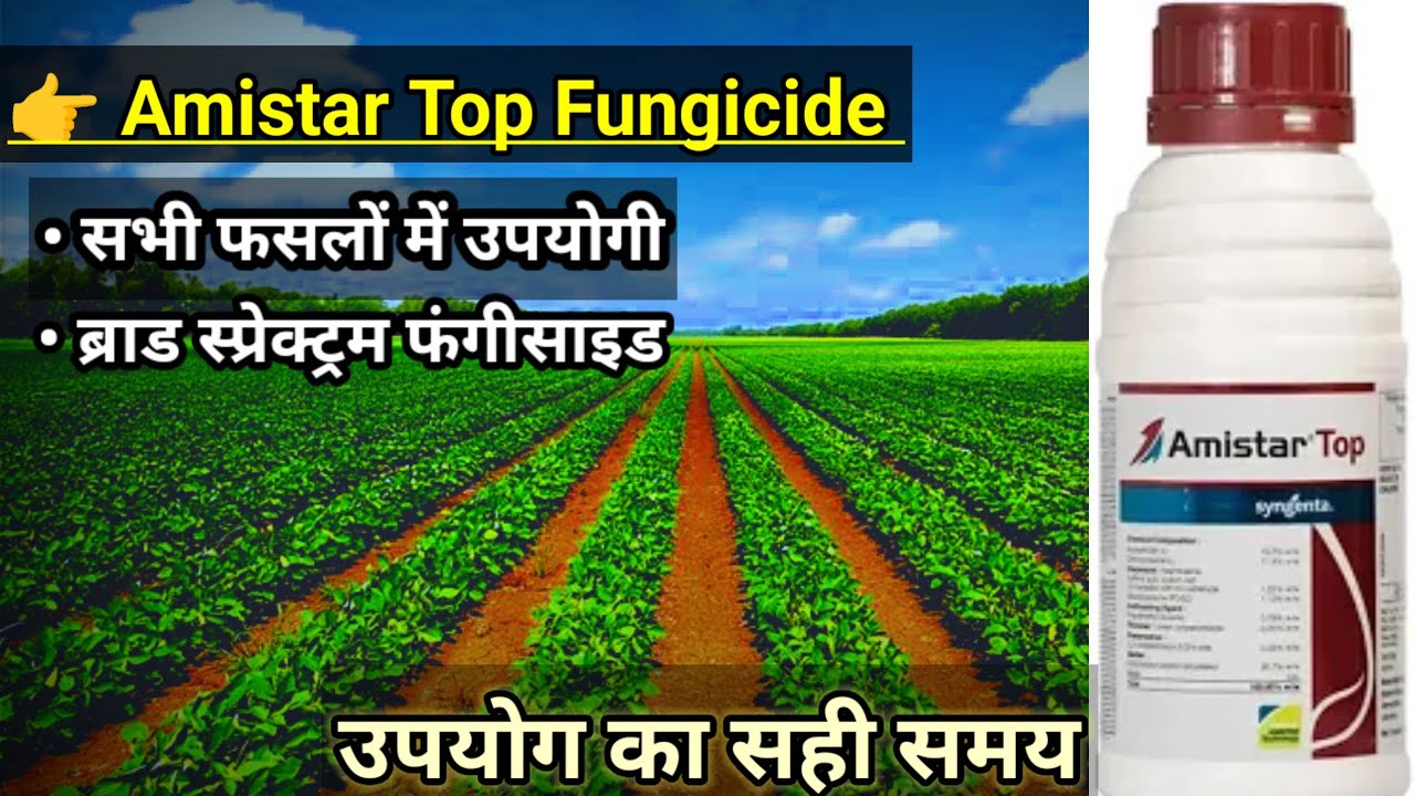 Amistar Top Fungicide। Sygenta Amistar Top Fungicide - YouTube