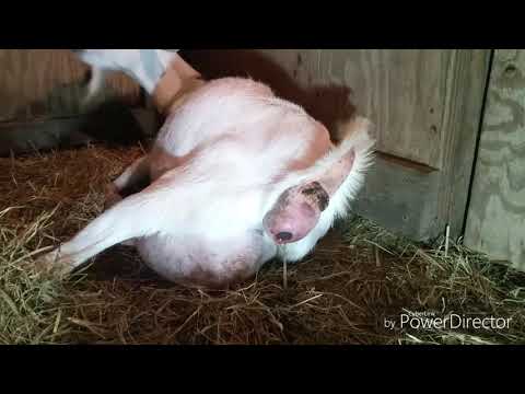 Mini Nubian Goat Giving Birth