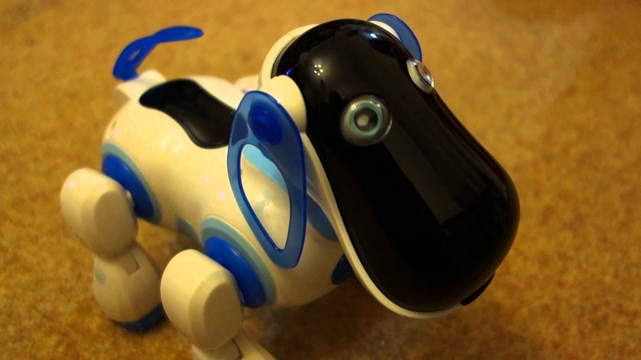 Smart Dog in Action - YouTube