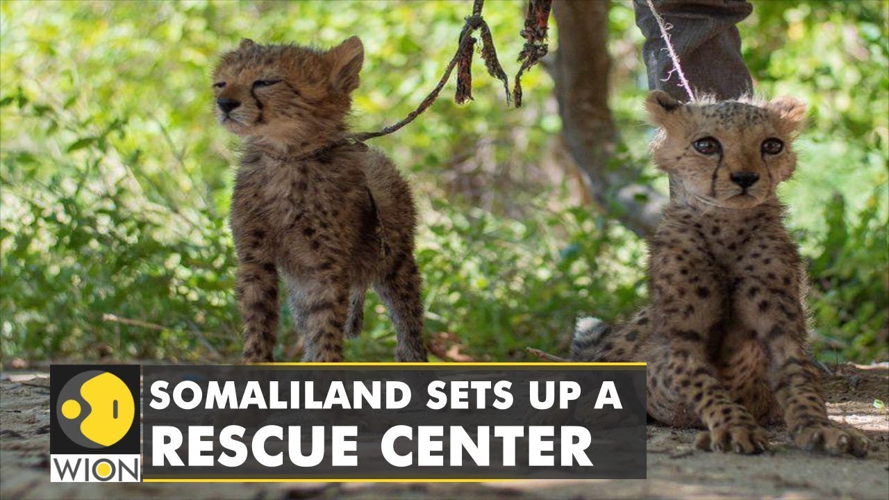 Global Warming & Pet trade left Cheetah cubs vulnerable | Somaliland ...