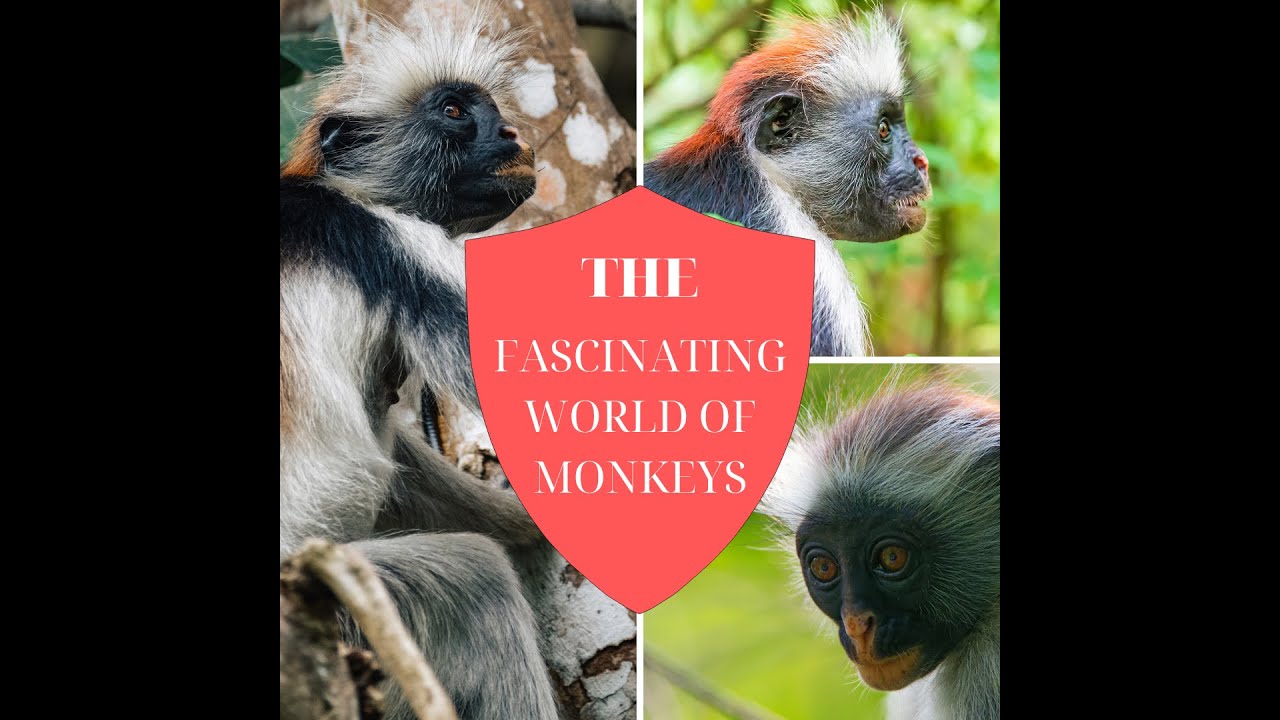 The fascinating World of MONKEYS - YouTube