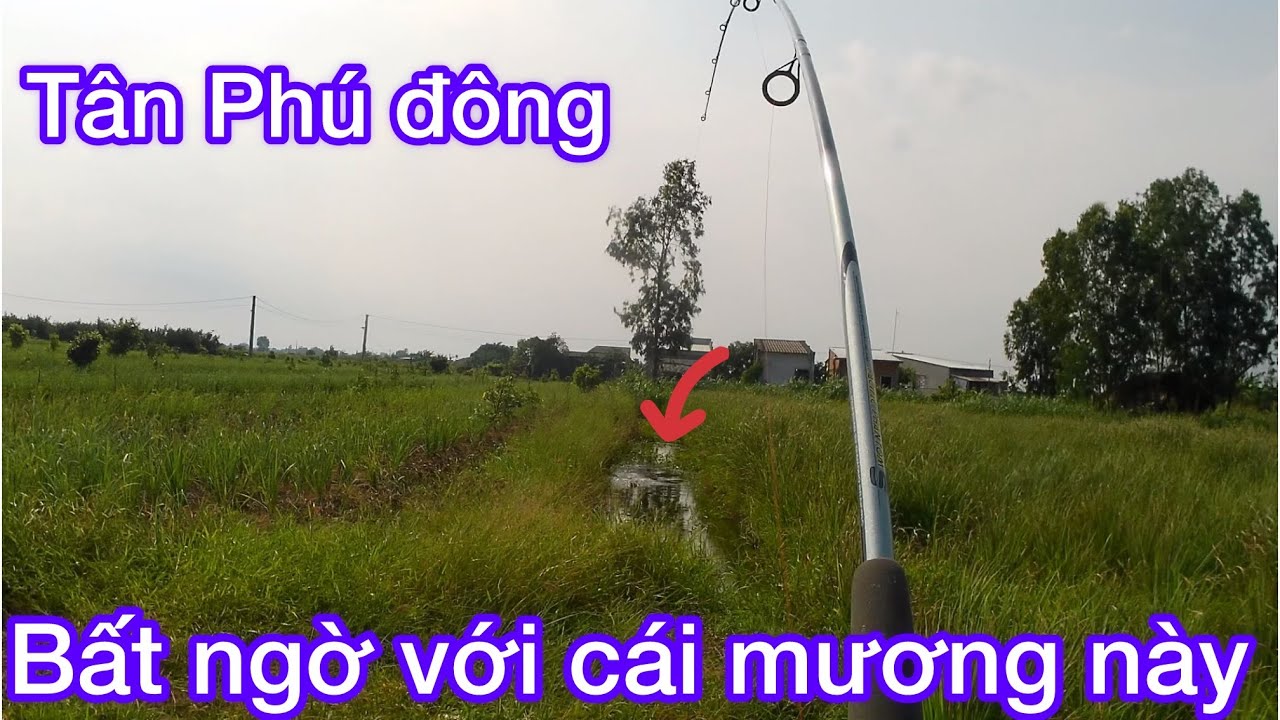 hành trình săn cá lóc ở líp sả TÂN PHÚ ĐÔNG\thư giãn dân dã.277 - YouTube