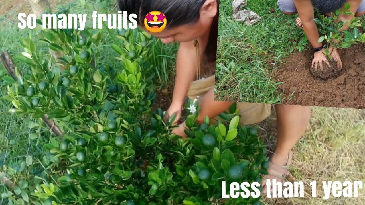 EP31 | How to Plant marcotted Calamansi tree - YouTube