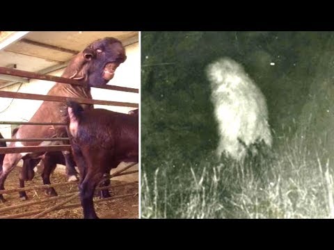 Could This Creature Explain The Alleged Goatman Encounters? - YouTube