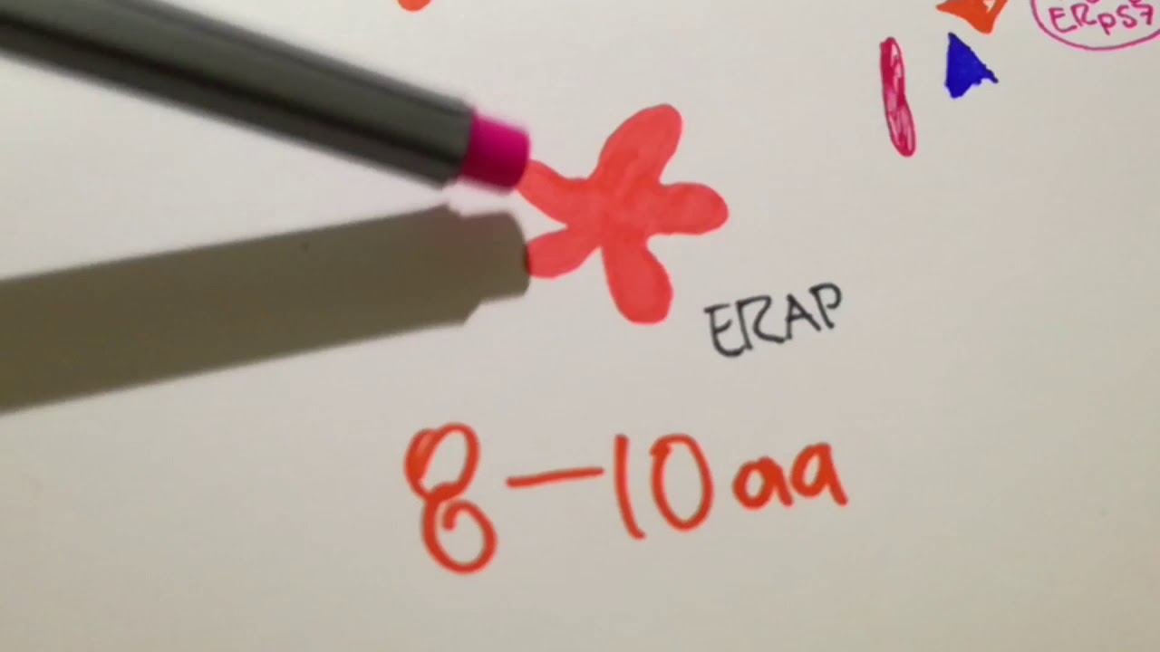 via endogena de procesamiento y presentación de antigeno - YouTube