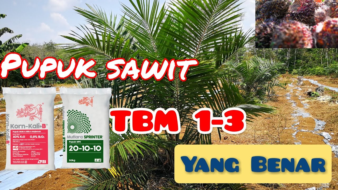 Cara Pemupukan Tanaman Kelapa Sawit TBM 1 - 3 Yang Benar - YouTube