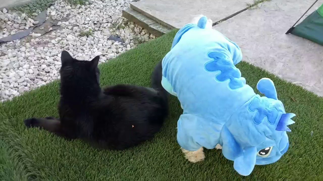 Pet Stitch Costume (Lilo and Stitch) - YouTube
