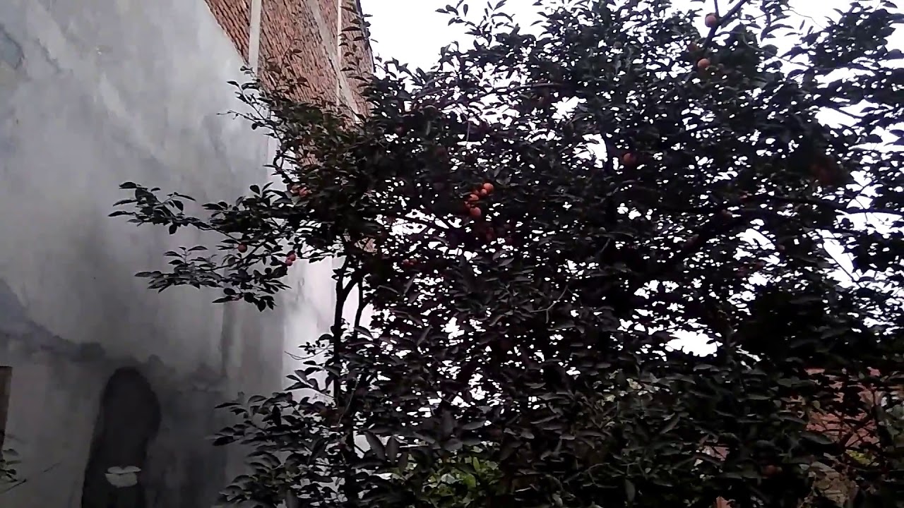 Aaru fruit and tree most common in Nepal - YouTube