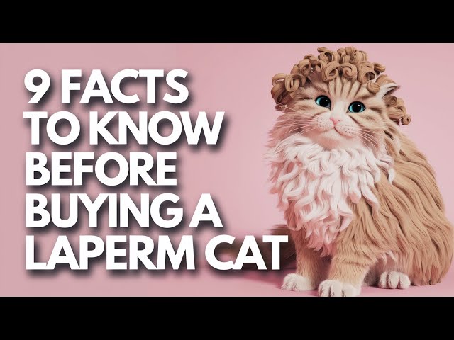 Laperm Cat LaPerm Cats | Breed Appearance, Personality & History