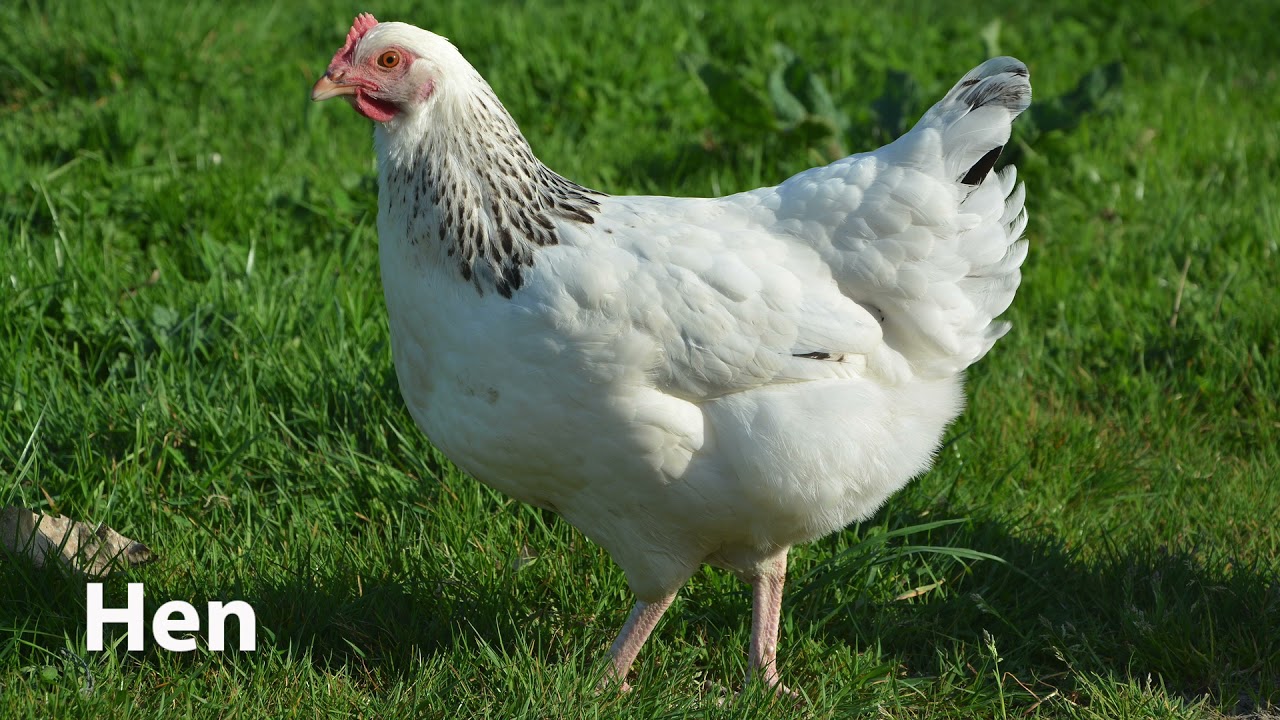 Hen Sounds - YouTube
