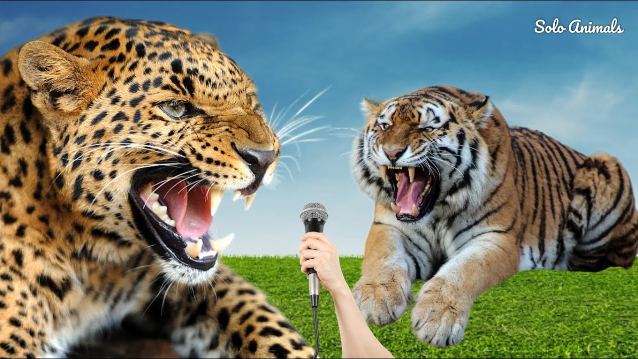 Cheetah Sound: Cheetah ki awaaz kaisi hoti hai | Cheetah Roar | Cheetah ...