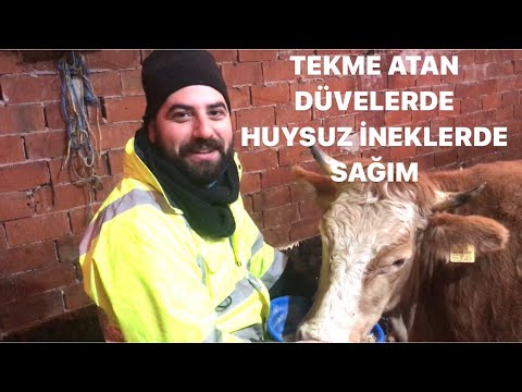 İNEKLER NASIL SAĞILIR? SAĞDIRMAYAN İNEKLERDE BACAK KİLİDİ-TEKMESAVAR  #ineksağımı #bacakkilidi